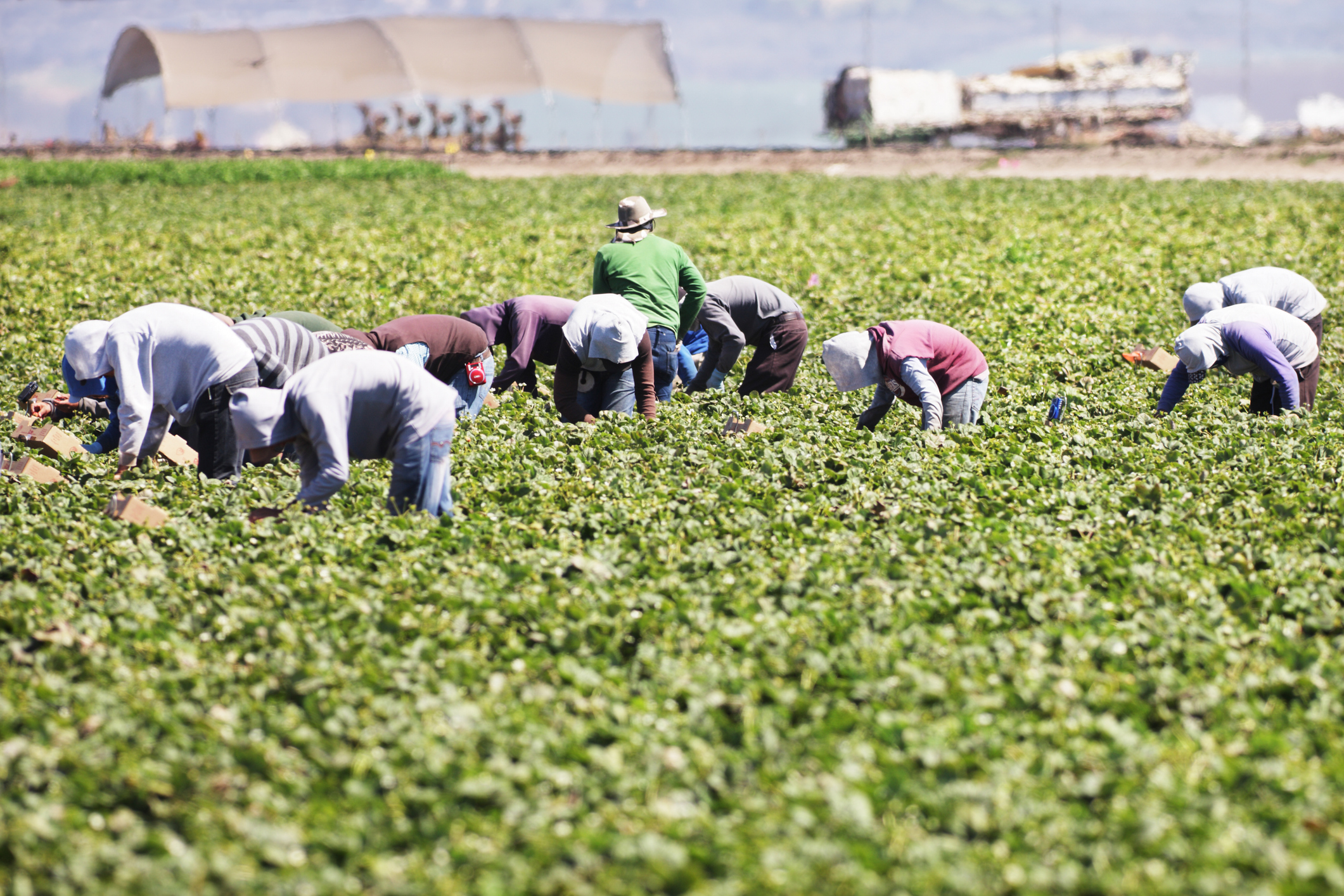 Protecting Farm Workers Against the Many Risks They Face - Wasatch ...